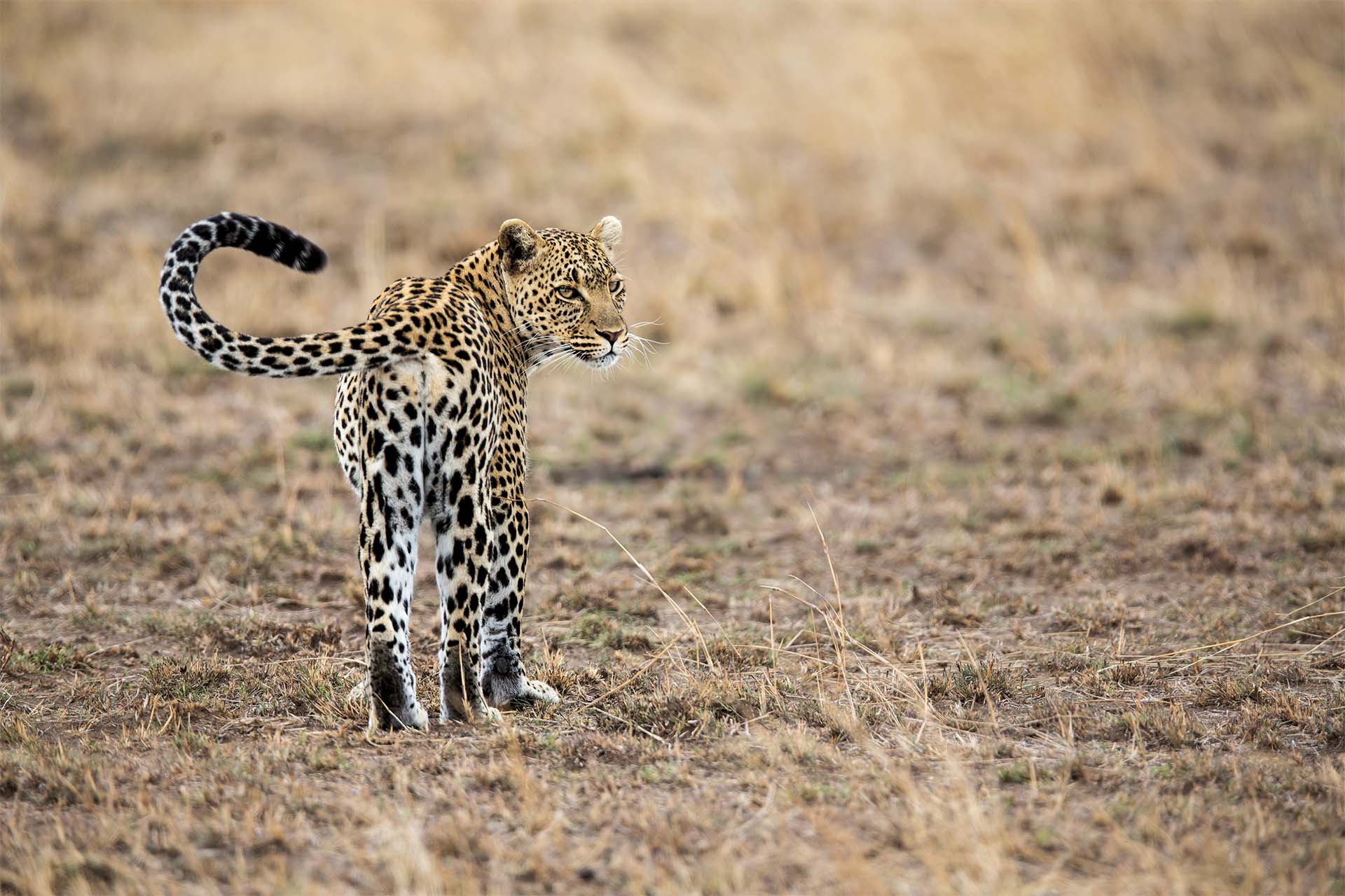 Opplev Tanzania på 11 dager med safari og Zanzibar